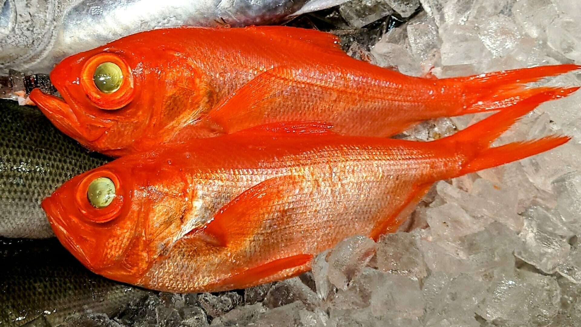 キンメダイ【金目鯛】旬の時期や選び方、生態、おすすめ料理を解説