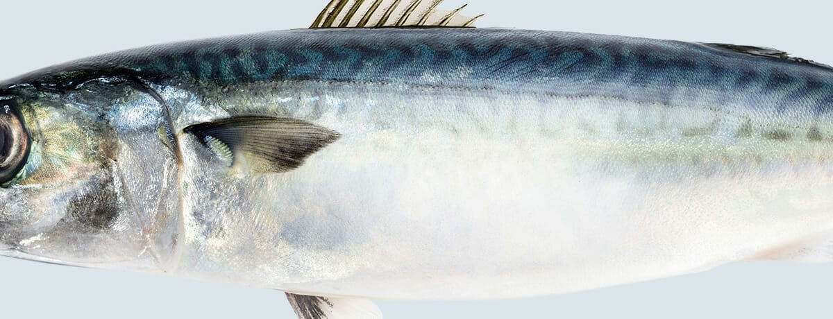 マサバ【真鯖】の特徴・生態、食べ方や旬を徹底解説！ | とともん（totomon）