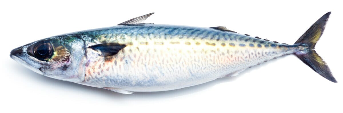 マサバ【真鯖】の特徴・生態、食べ方や旬を徹底解説！ | とともん（totomon）