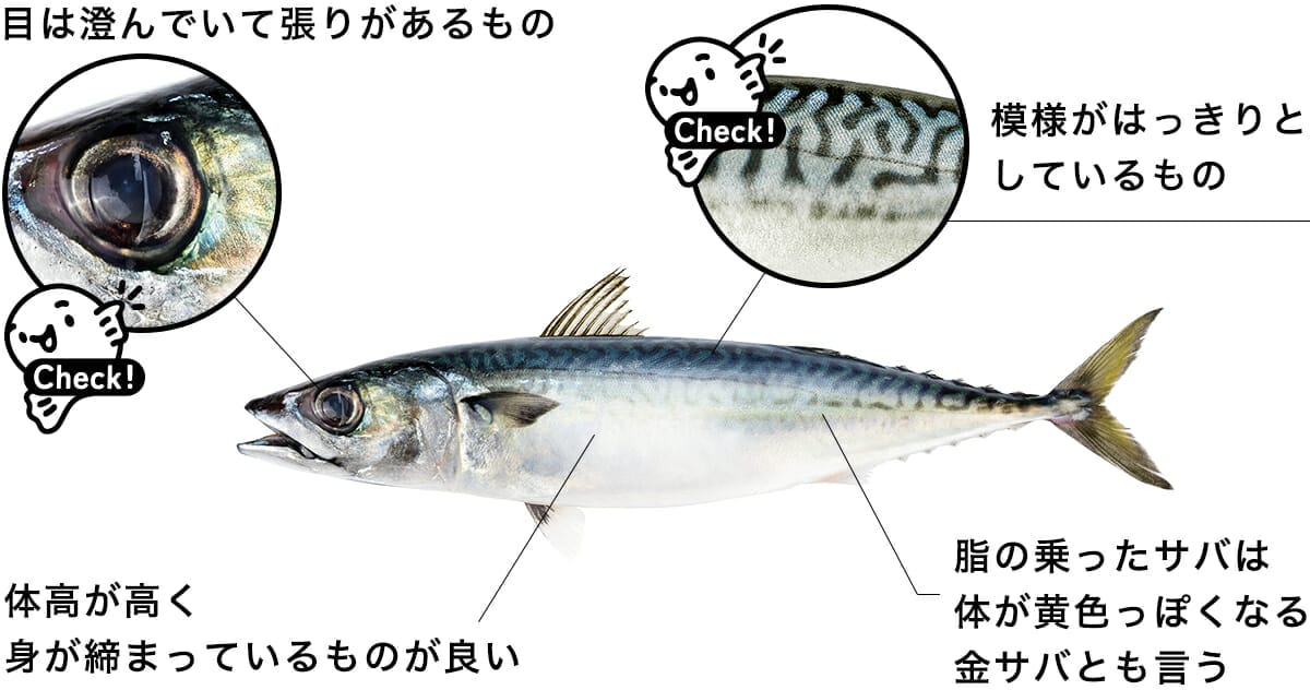 マサバ【真鯖】の特徴・生態、食べ方や旬を徹底解説！ | とともん（totomon）